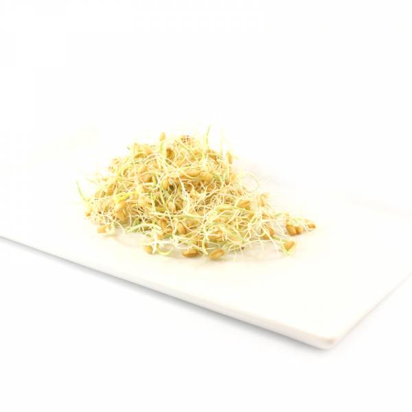 Australian Organic Wheat Grain - The Source Bulk Foods Shop